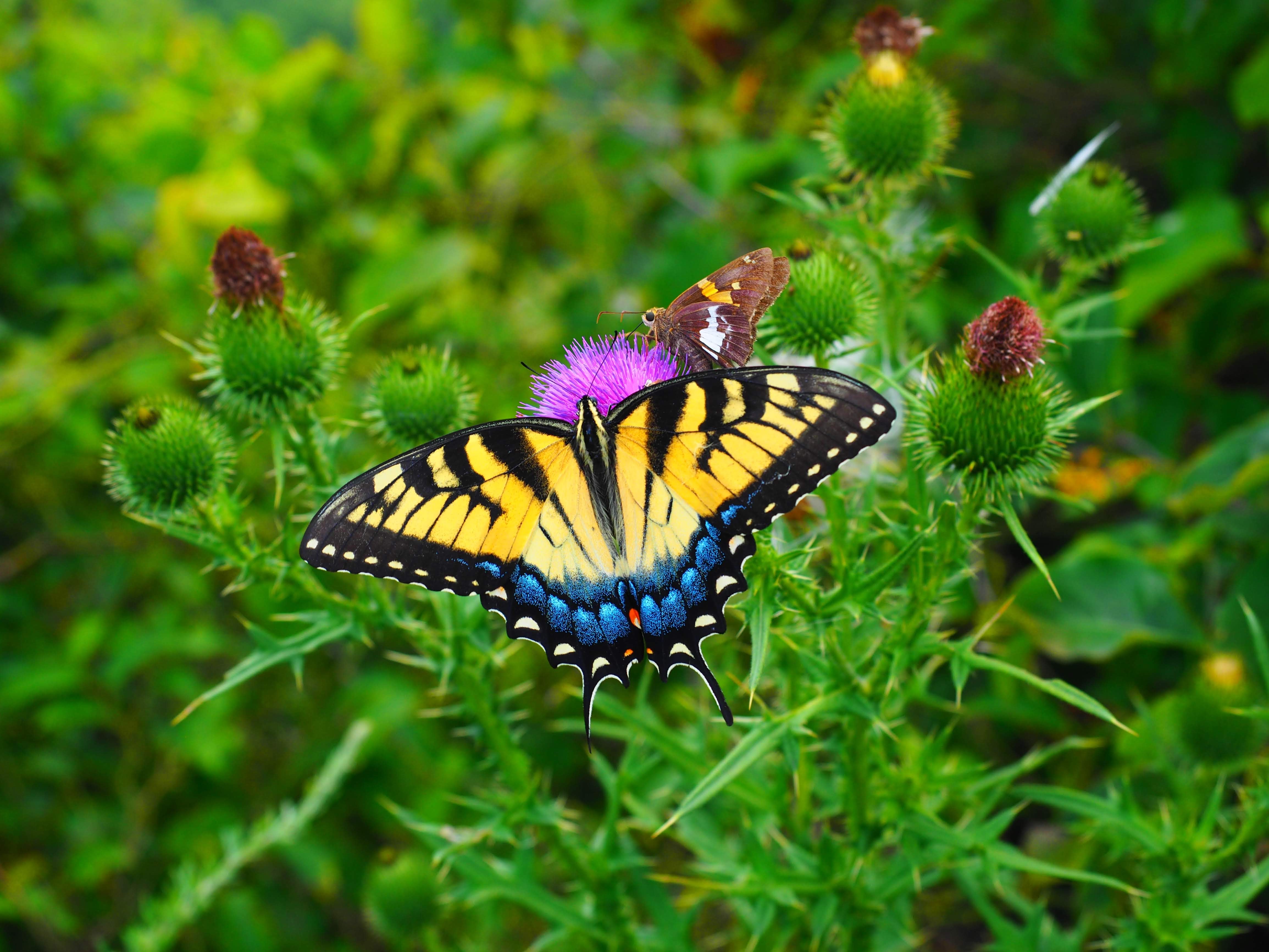 Dragonflies vs. Butterflies – Home