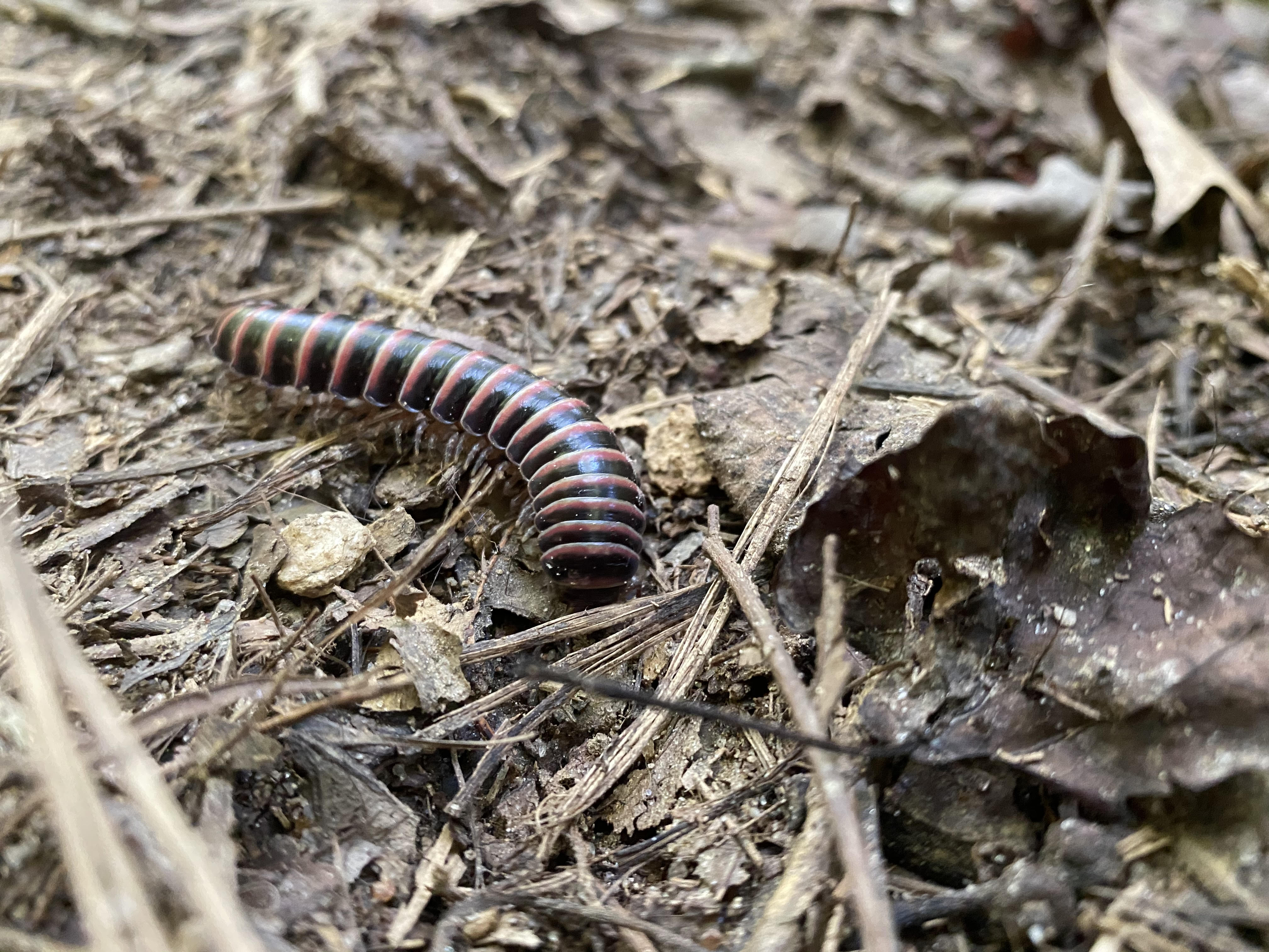 Millipedes vs. Centipedes – Home