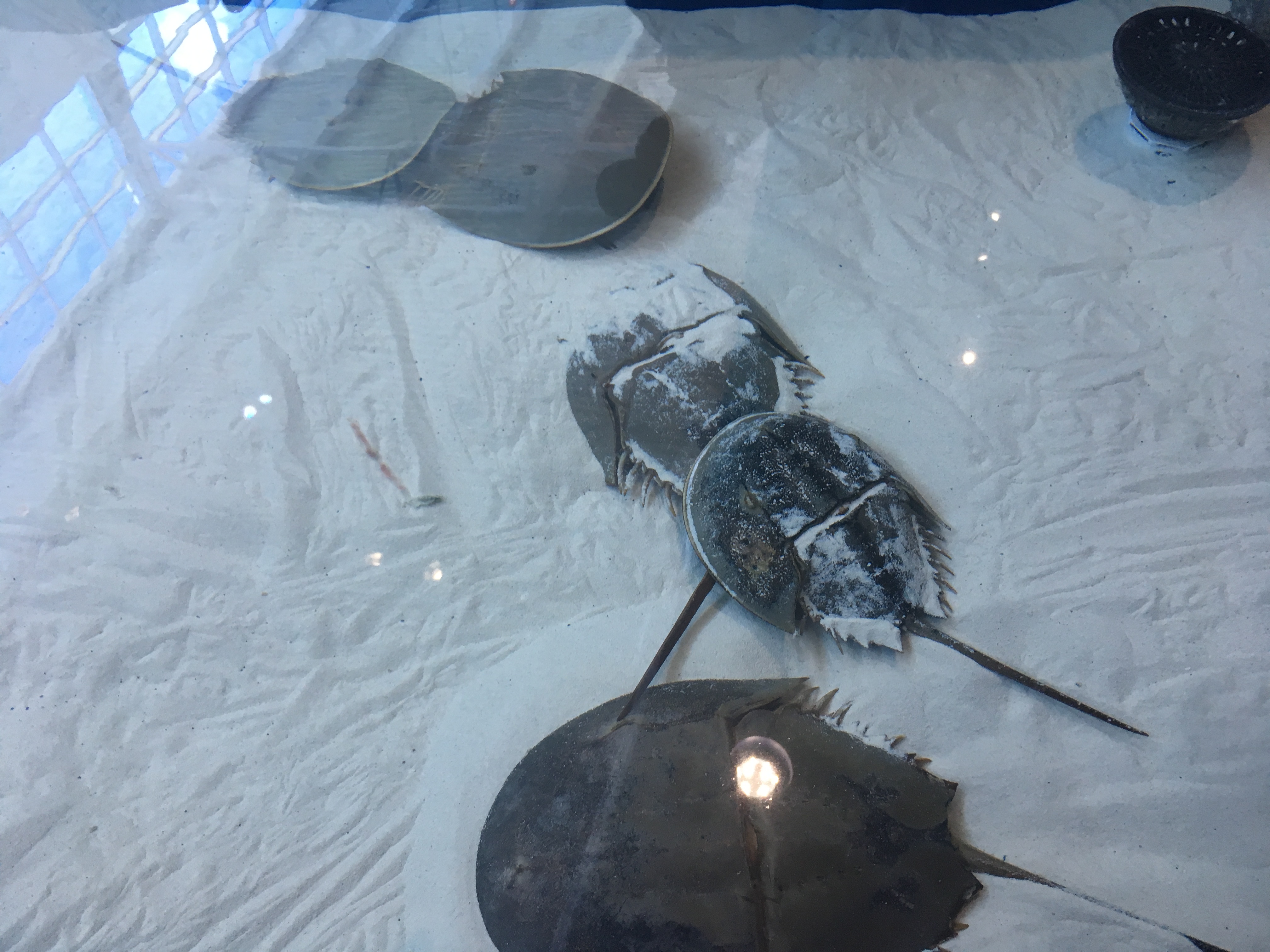Horseshoe Crabs, or Turtle Spiders? – Home