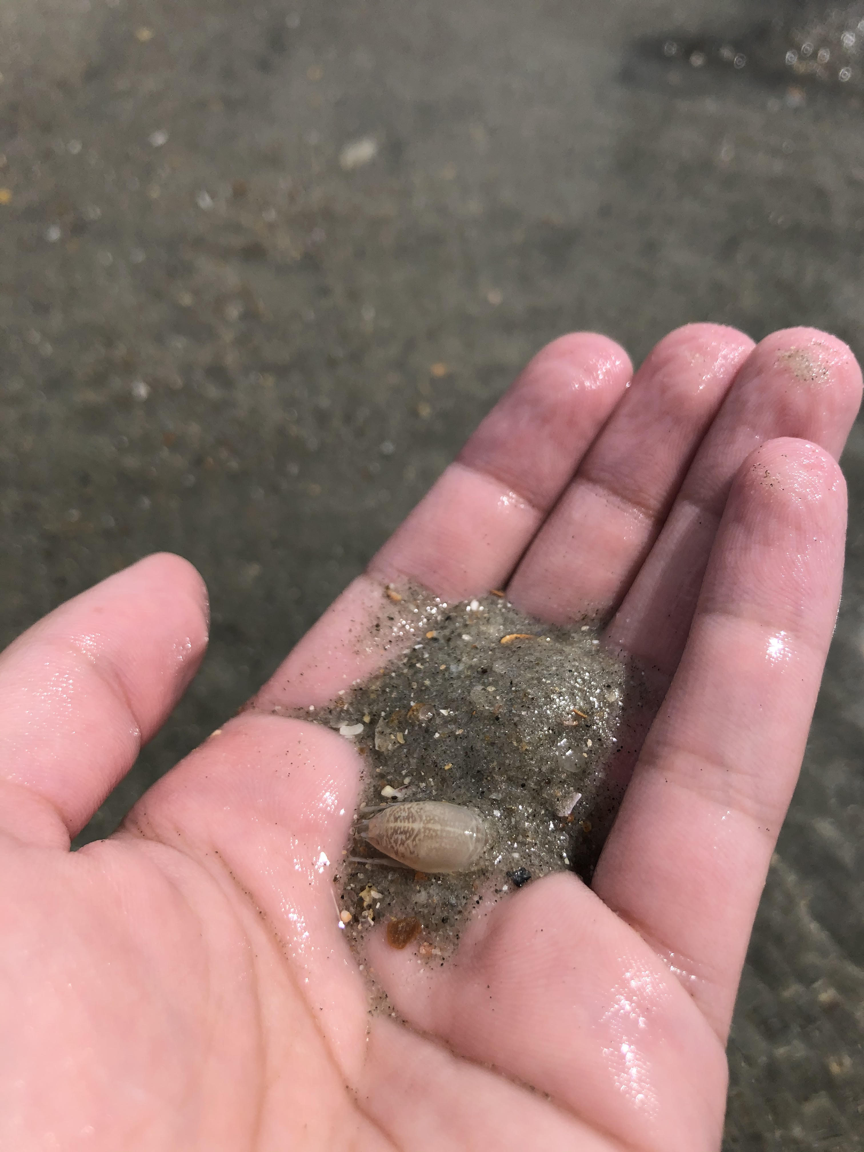 Sand Fiddlers Have Faces – Home