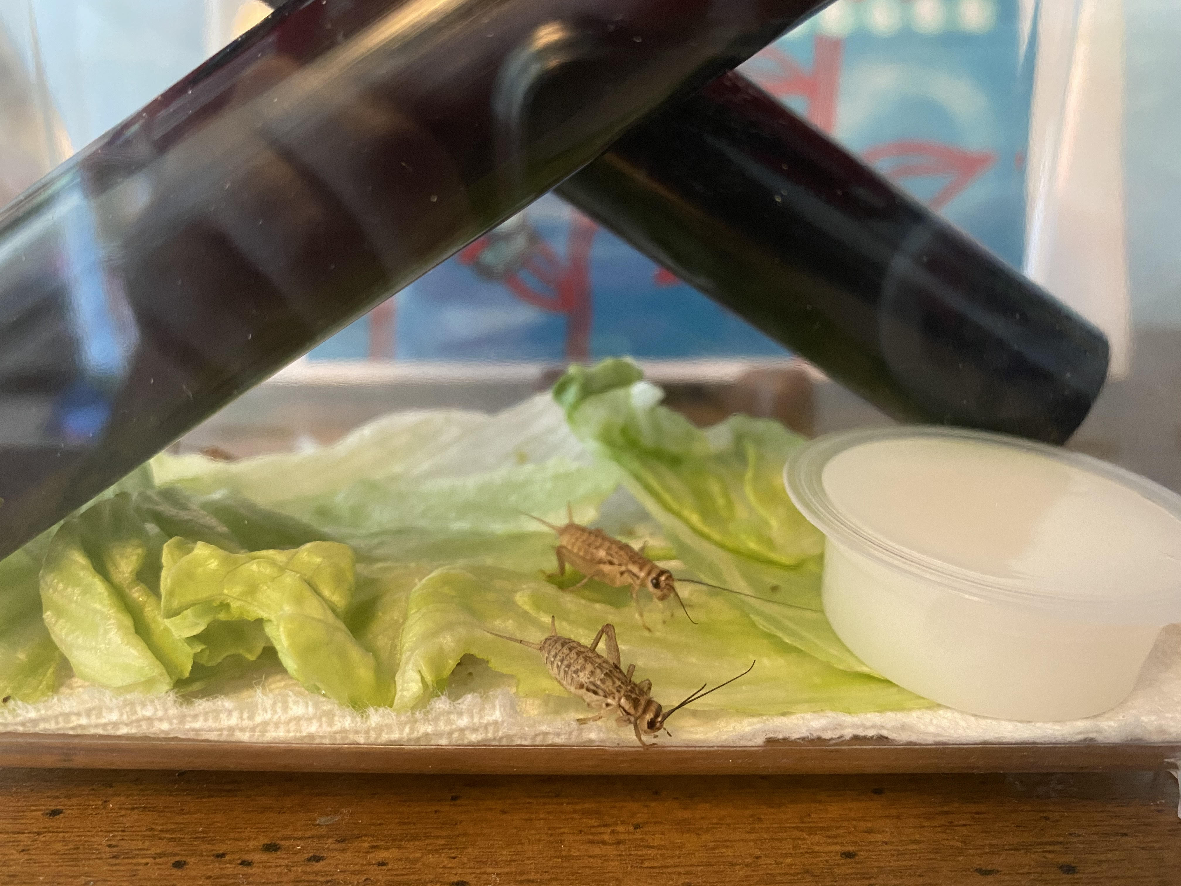 Adventures in Owning Crickets – Home