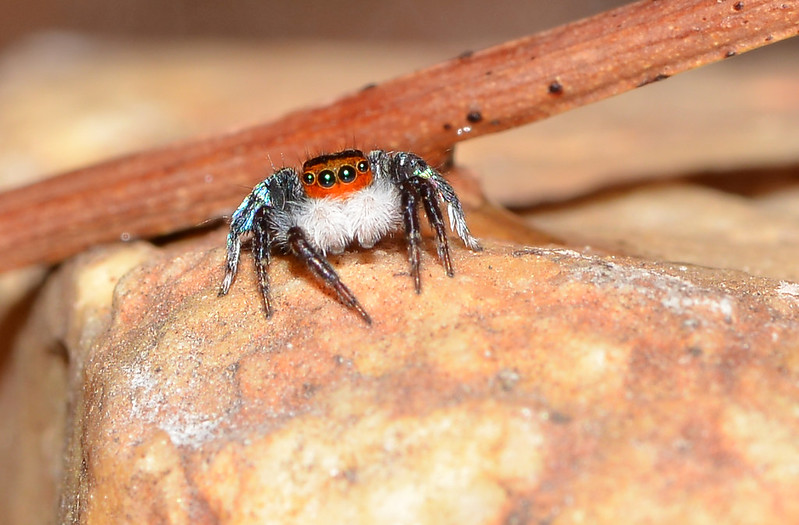 Rafiki the Jumping Spider – Home