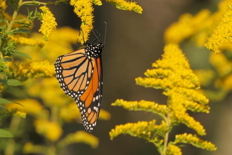 Swallowtails vs. Monarchs – Home