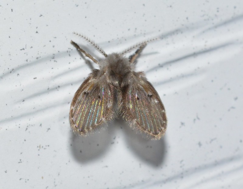 Moth Flies: Yet Another Incorrectly Named Arthropod – Home