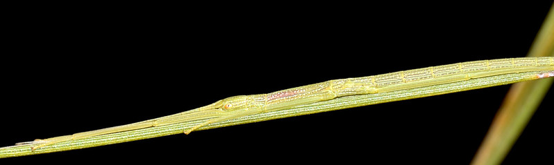 Stupendous Stick Insects – Home