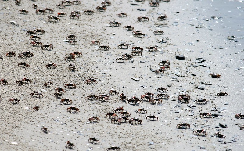 The Crab and the Fiddle – Home