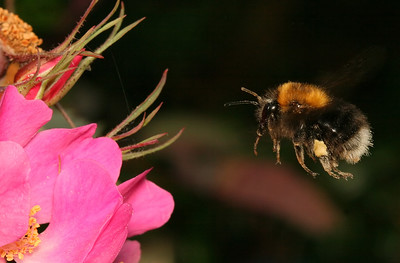 Top Ten Cutest Insects – Home