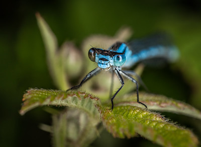 Top Ten Cutest Insects – Home