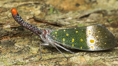 Top Ten Cutest Insects – Home