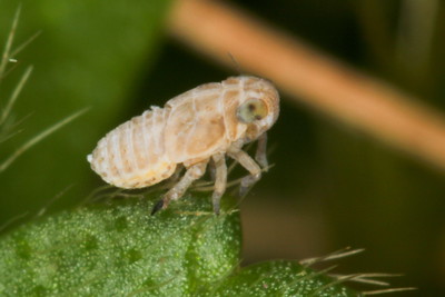 Top Ten Cutest Insects – Home