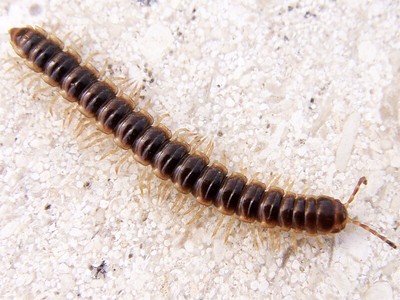 Millipedes or Pool Dragons? – Home