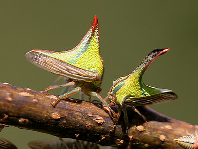 Holly Jolly Thorn Bugs – Home