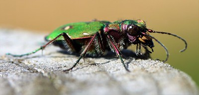 Dashing Tiger Beetles – Home