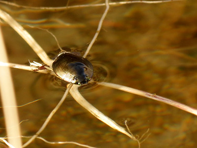 Top Ten Cutest Insects – Home