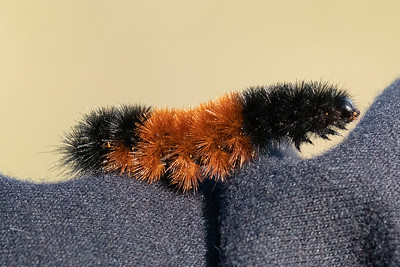 Top Ten Cutest Insects – Home