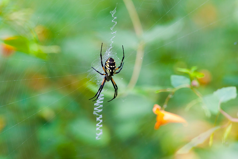 If Alexander Hamilton Was a Spider… – Home
