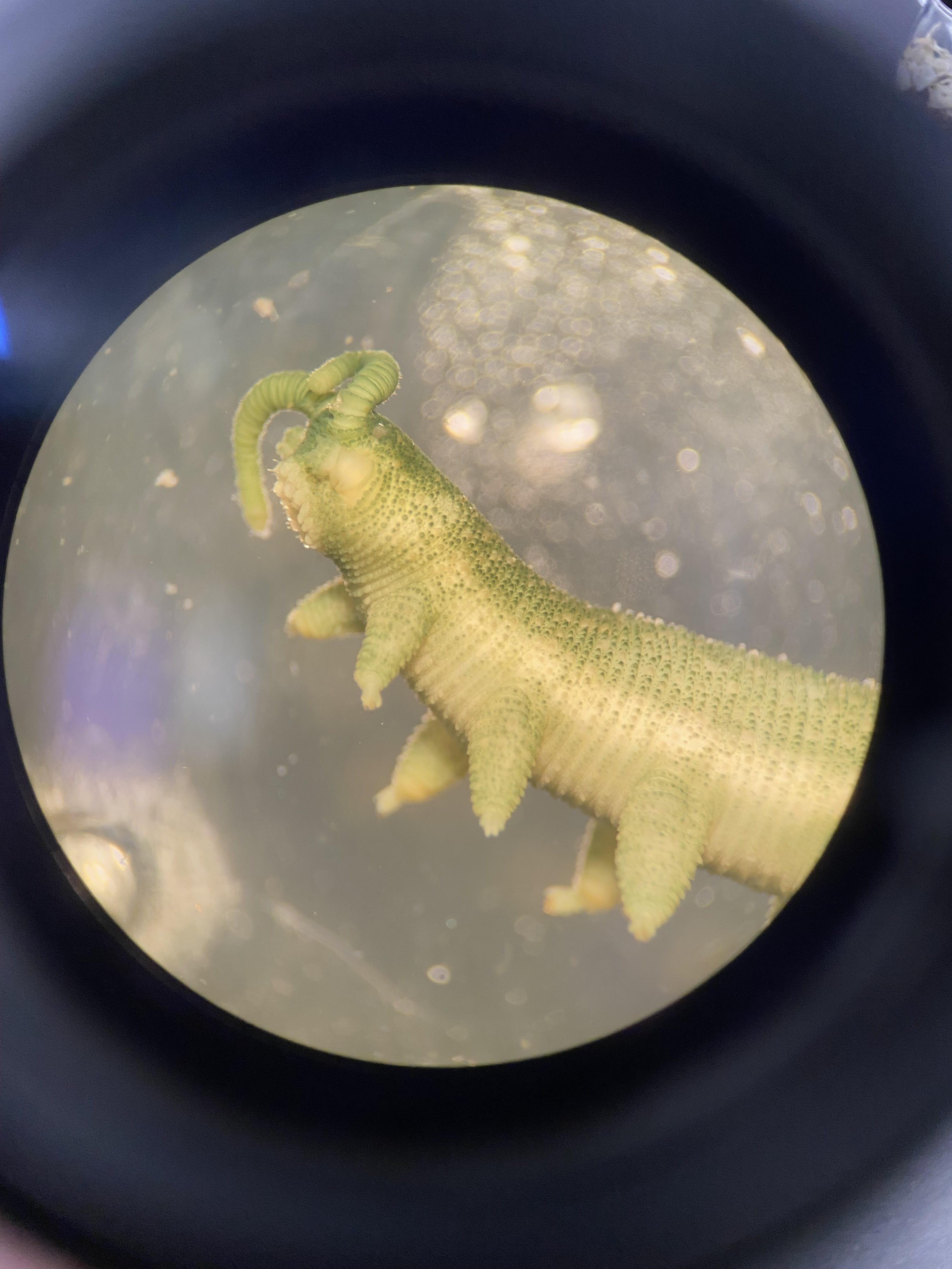Icky, Sticky Velvet Worms – Home