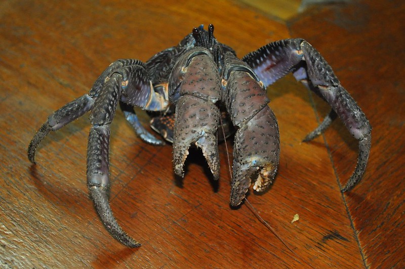 Don’t Shake Hands with a Coconut Crab – Home