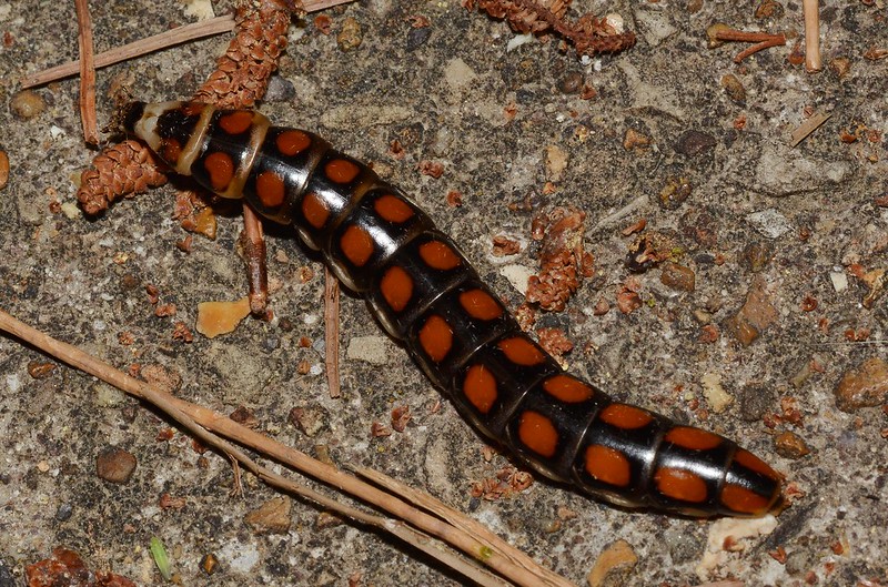 All Aboard the Railroad Worms! – Home