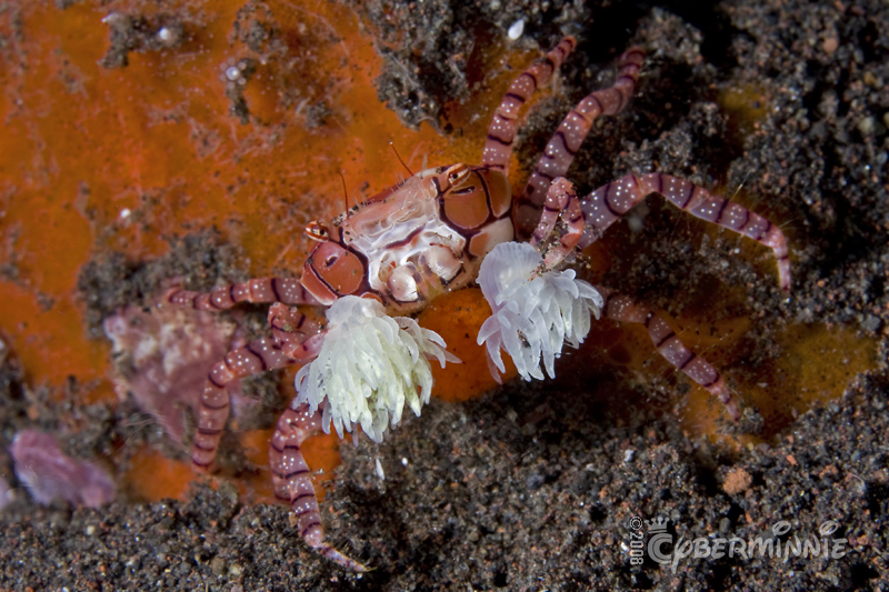 The Mysteries of the Pom-Pom Crab – Home