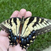 Home – Fun stories. Random facts. All the arthropods.