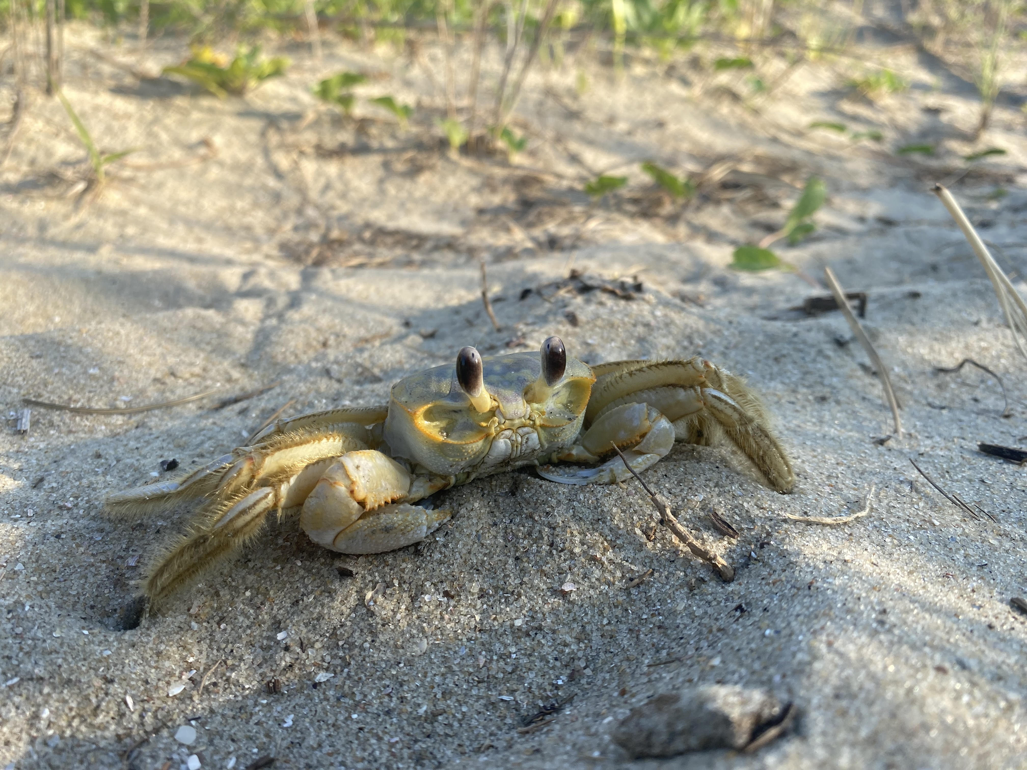 About the ArthroBlogger – Home